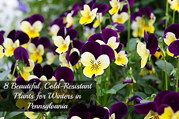 Cold-Resistant Plants for Winters | Caramanico Landscape